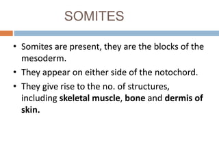 Embryonic development of chicken | PPTX