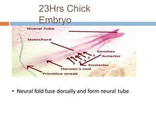Embryonic development of chicken | PPTX