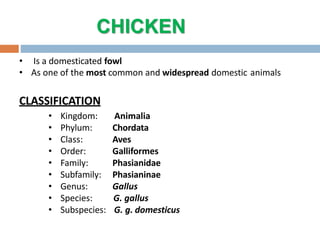 Embryonic development of chicken | PPTX