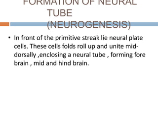 Embryonic development of chicken | PPTX