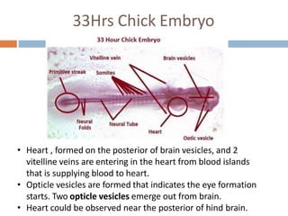 Embryonic development of chicken | PPTX
