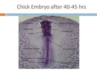 Embryonic development of chicken | PPTX