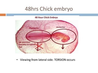 Embryonic development of chicken | PPTX