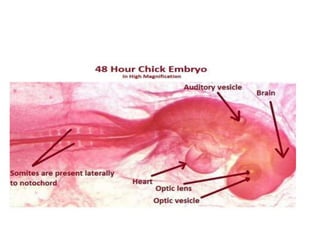 Embryonic development of chicken | PPTX