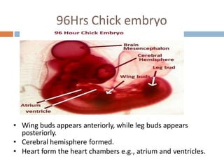 Embryonic development of chicken | PPTX