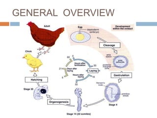 Embryonic development of chicken | PPTX