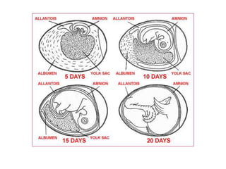 Embryonic development of chicken | PPTX