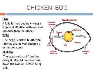 Embryonic development of chicken | PPTX