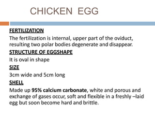 Embryonic development of chicken | PPTX