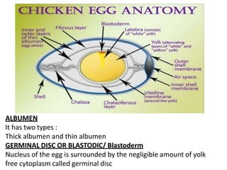 Embryonic development of chicken | PPTX