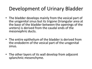 Embryonic development of the urogenital system | PPTX