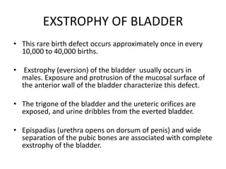 Embryonic development of the urogenital system | PPTX