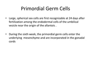 Embryonic development of the urogenital system | PPTX