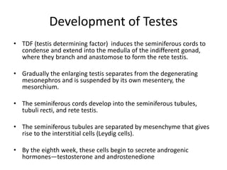 Embryonic development of the urogenital system | PPTX