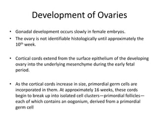 Embryonic development of the urogenital system | PPTX