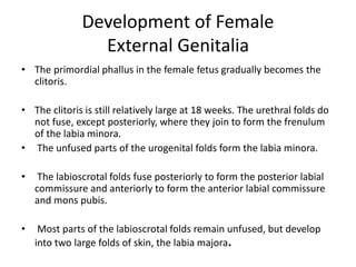 Embryonic development of the urogenital system | PPTX