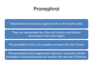 Embryonic development of the urogenital system | PPT