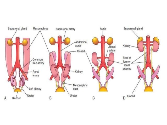 Embryonic development of the urogenital system