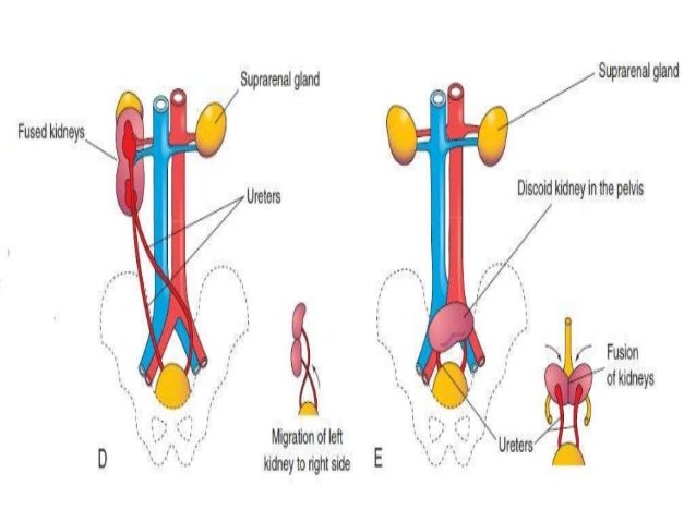 Embryonic development of the urogenital system