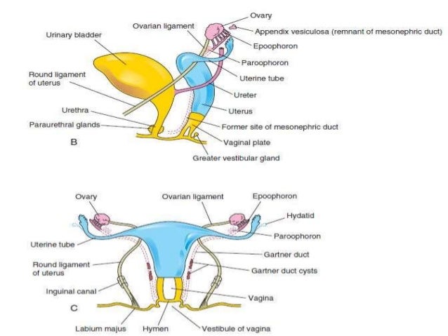 Embryonic development of the urogenital system