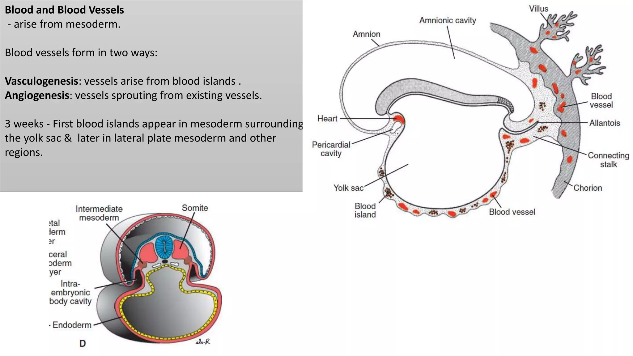 Embryonic & Fetal periods | PPTX