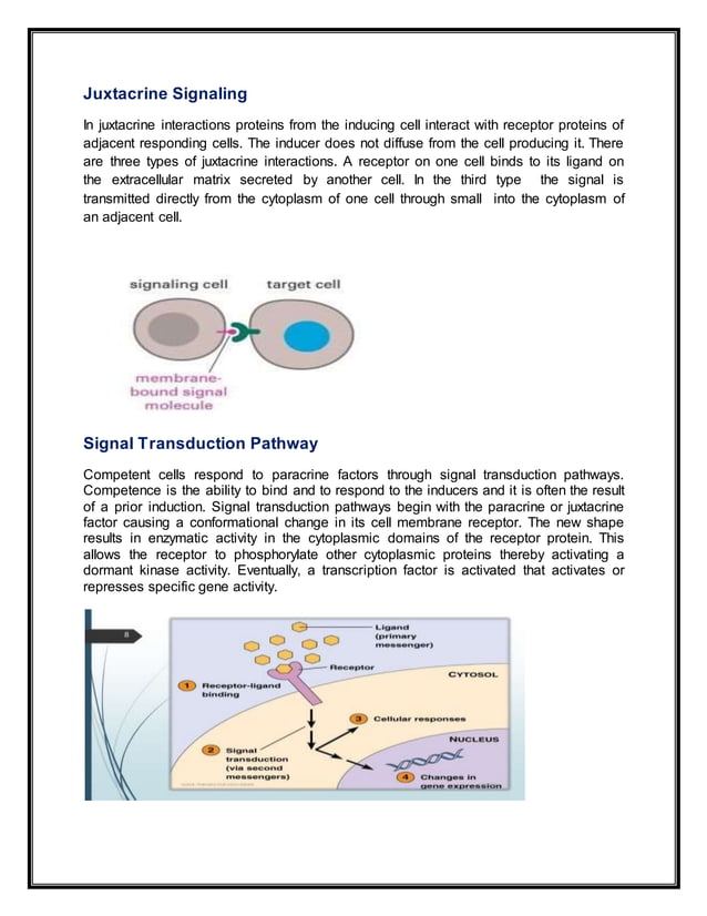 Embryonic induction | DOCX