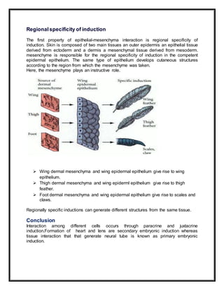 Embryonic induction | DOCX