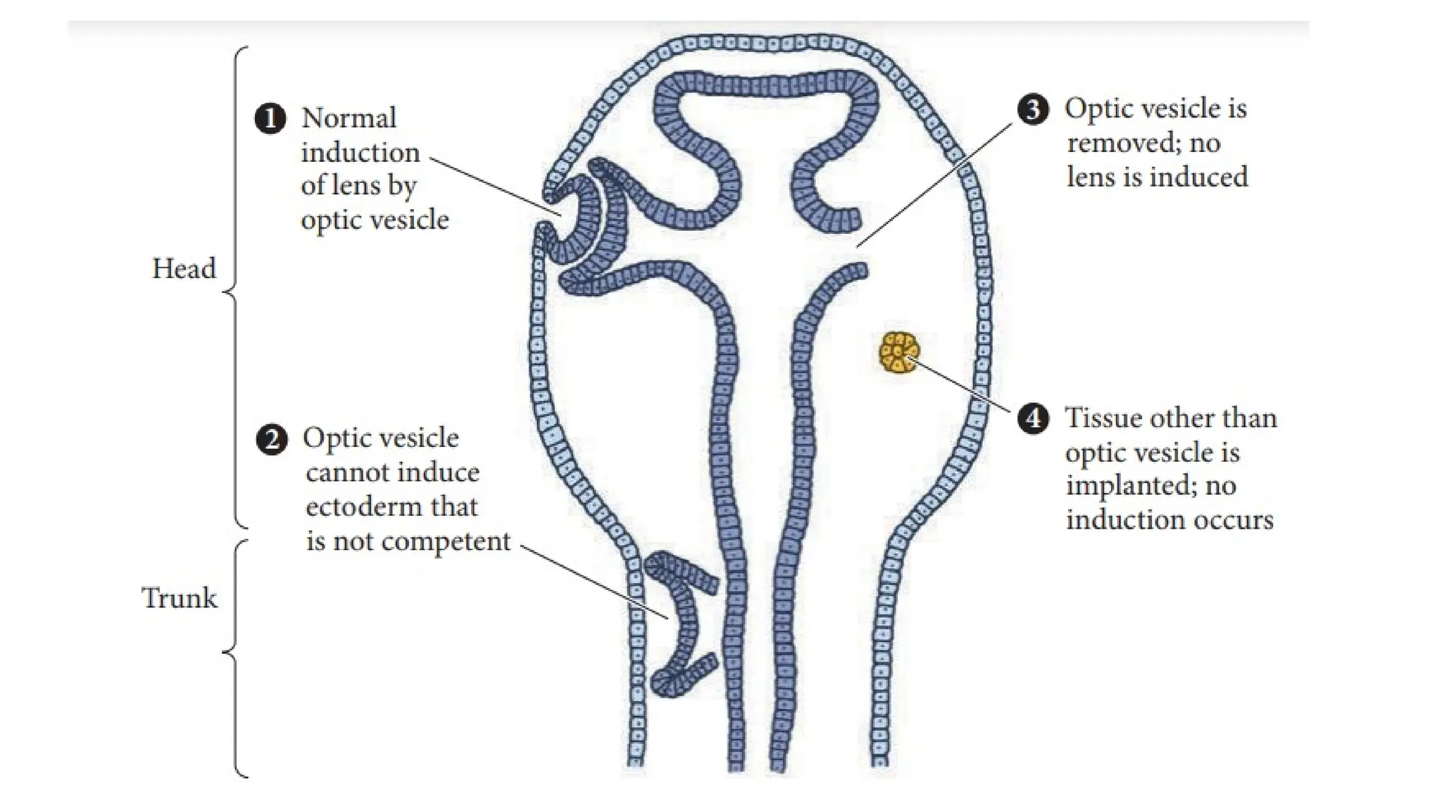Embryonic luction induction embryonic.pptx