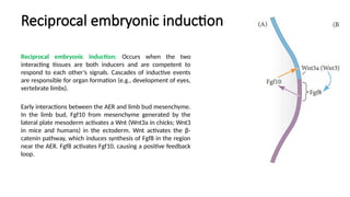 Embryonic luction induction embryonic.pptx