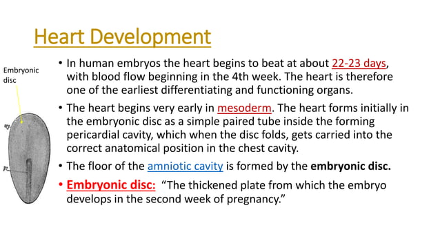 Embryonic normal development of heart | PPTX | Heart and Cardiovascular ...