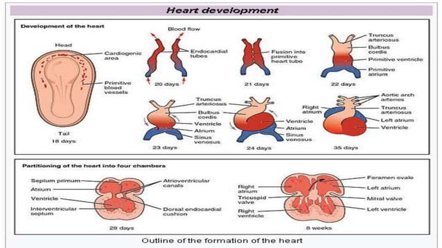 Embryonic normal development of heart | PPTX | Heart and Cardiovascular ...