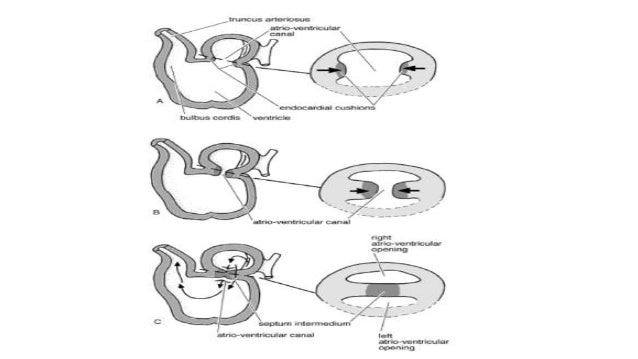 Embryonic normal development of heart