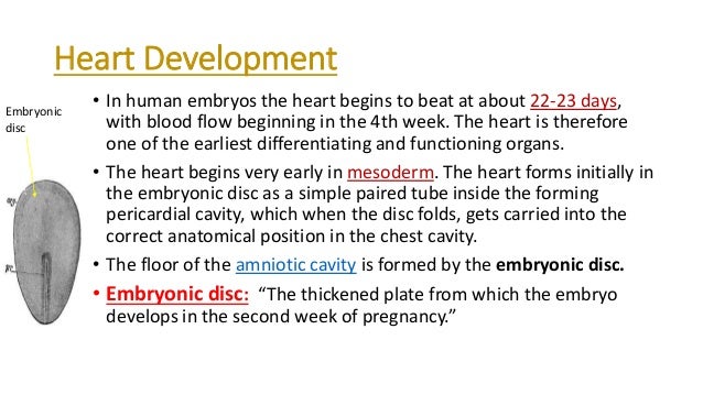Embryonic normal development of heart