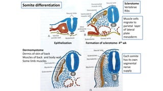 Embryonic period | PDF