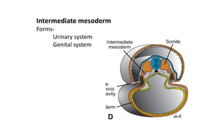 Embryonic period | PDF