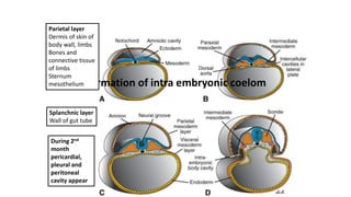Embryonic period | PDF