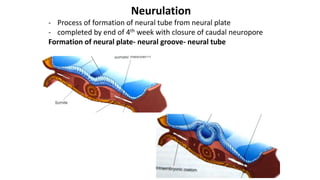 Embryonic period | PDF