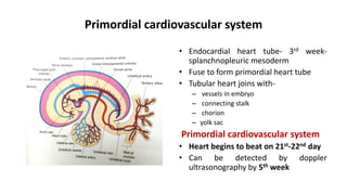 Embryonic period | PDF