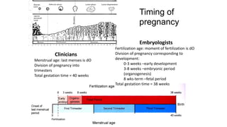 Embryonic period | PDF