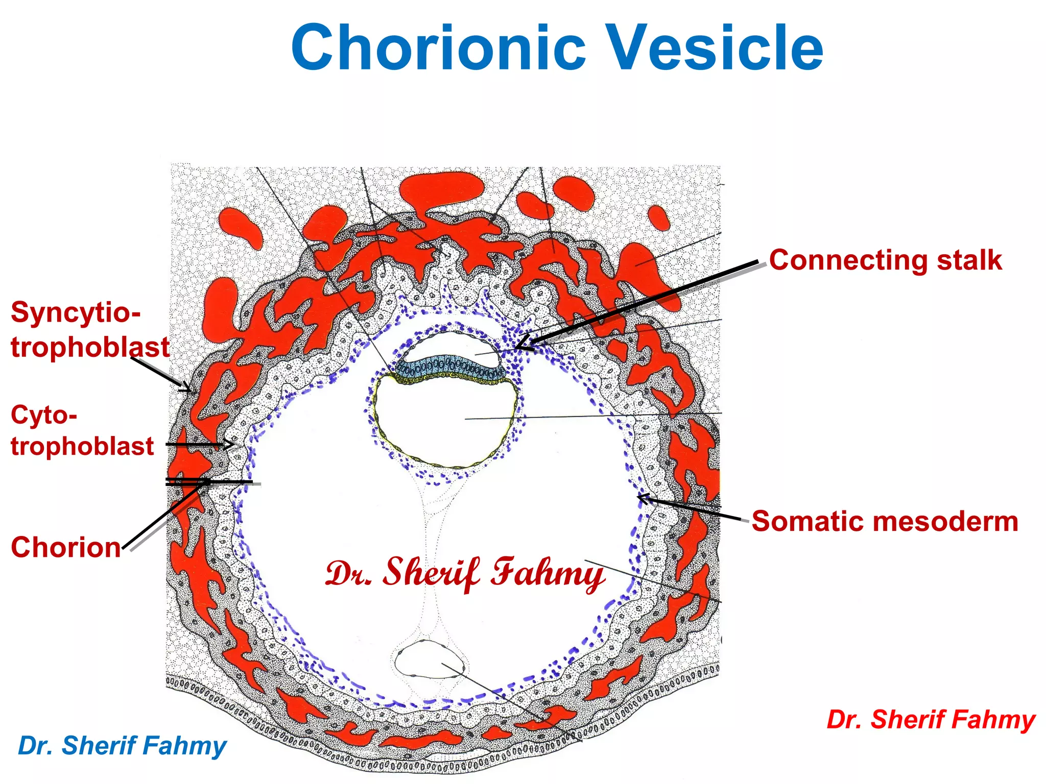 Embryonic period 4th – 8th week & Folding (General Embryology) | PPS