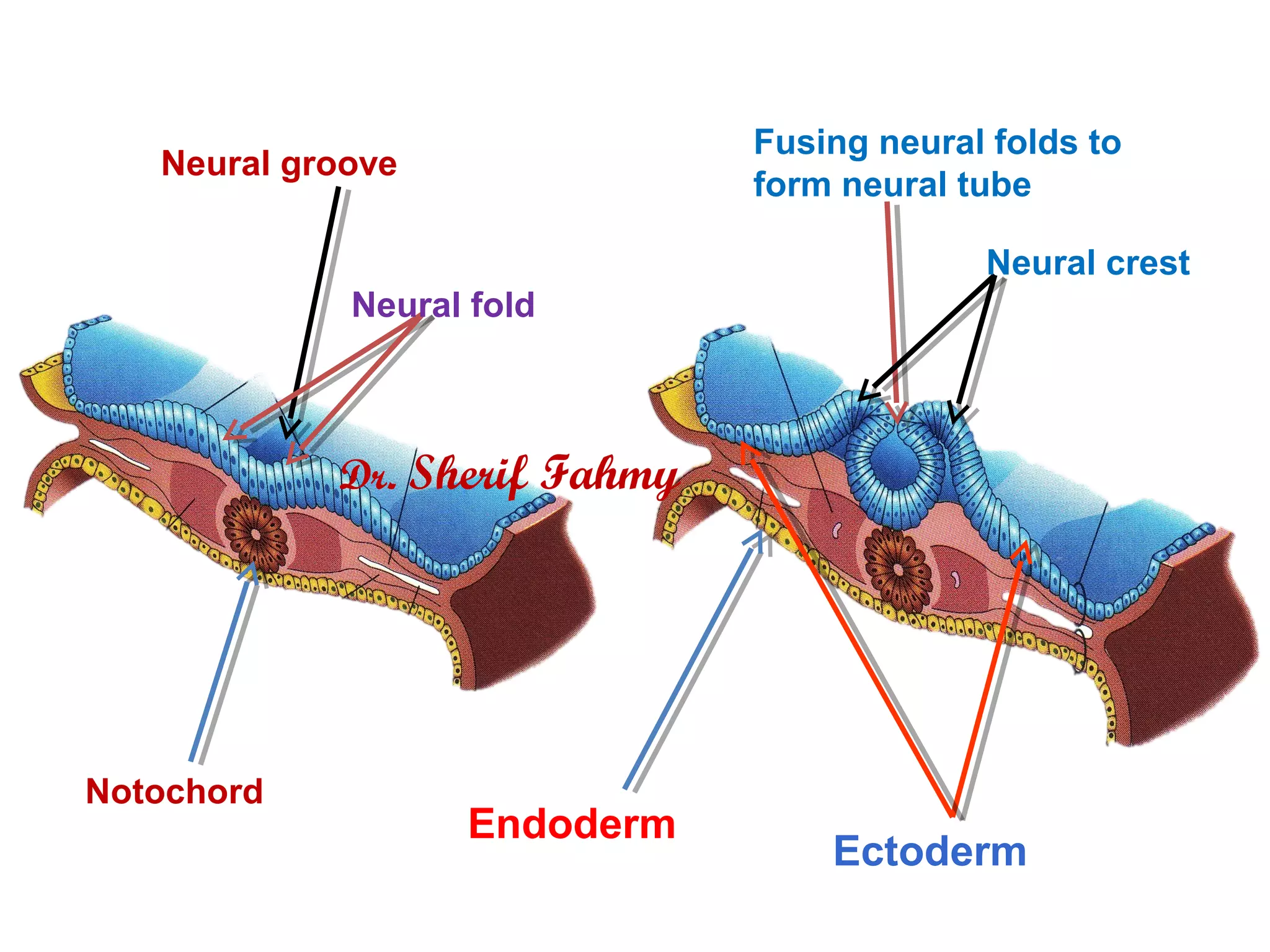 Embryonic period 4th – 8th week & Folding (General Embryology) | PPS