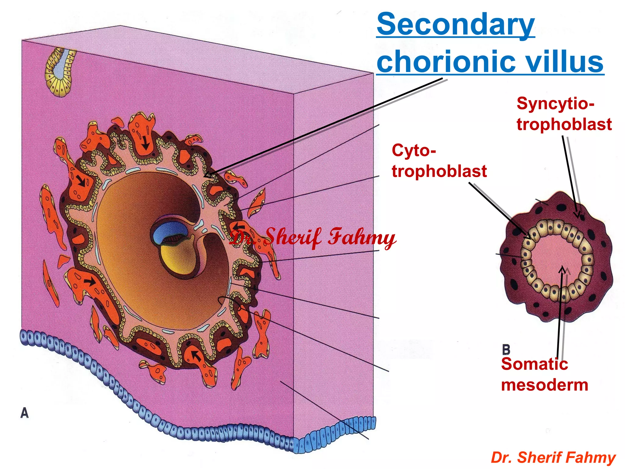 Embryonic period 4th – 8th week & Folding (General Embryology) | PPS