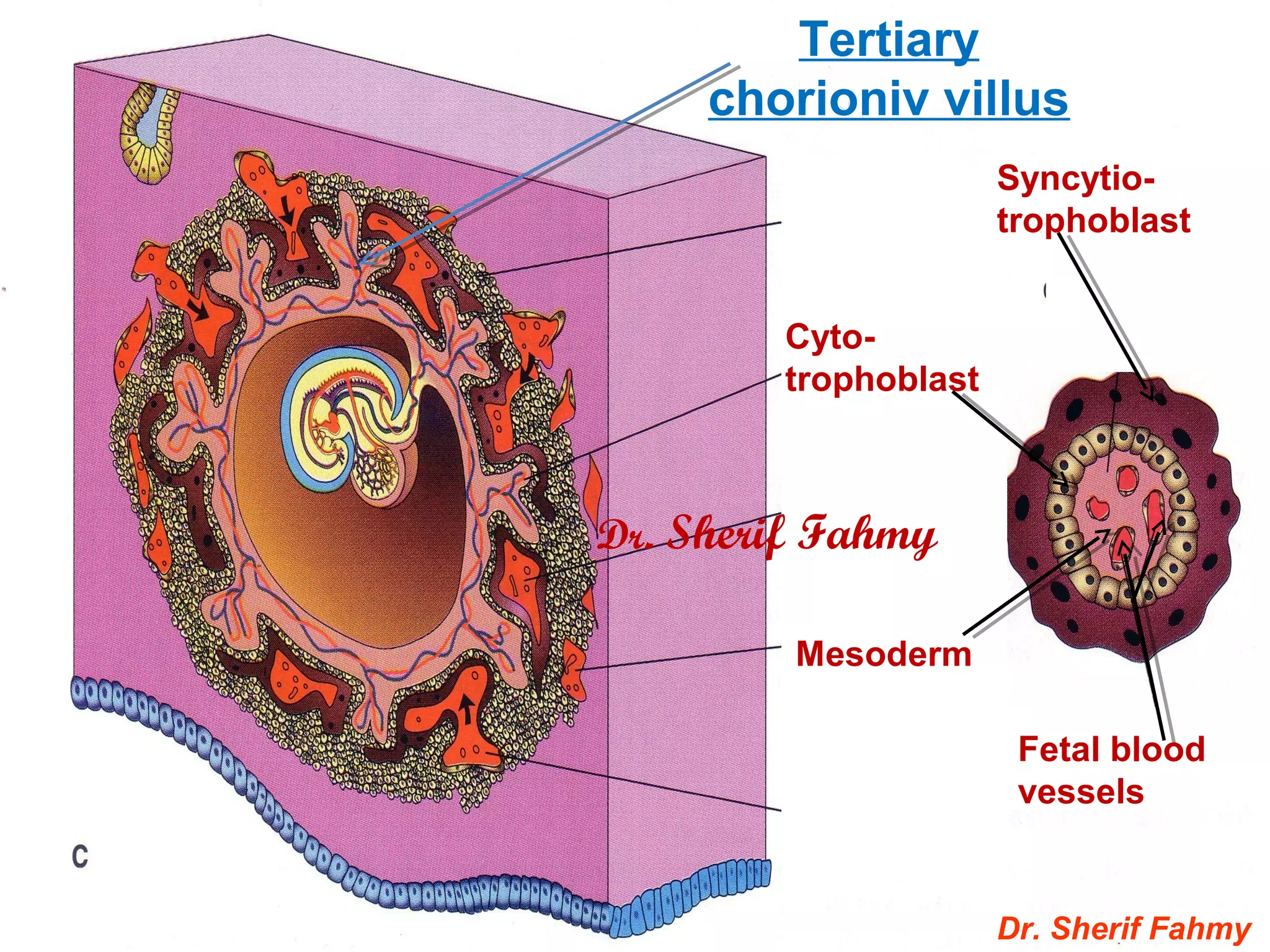 Embryonic period 4th – 8th week & Folding (General Embryology) | PPS