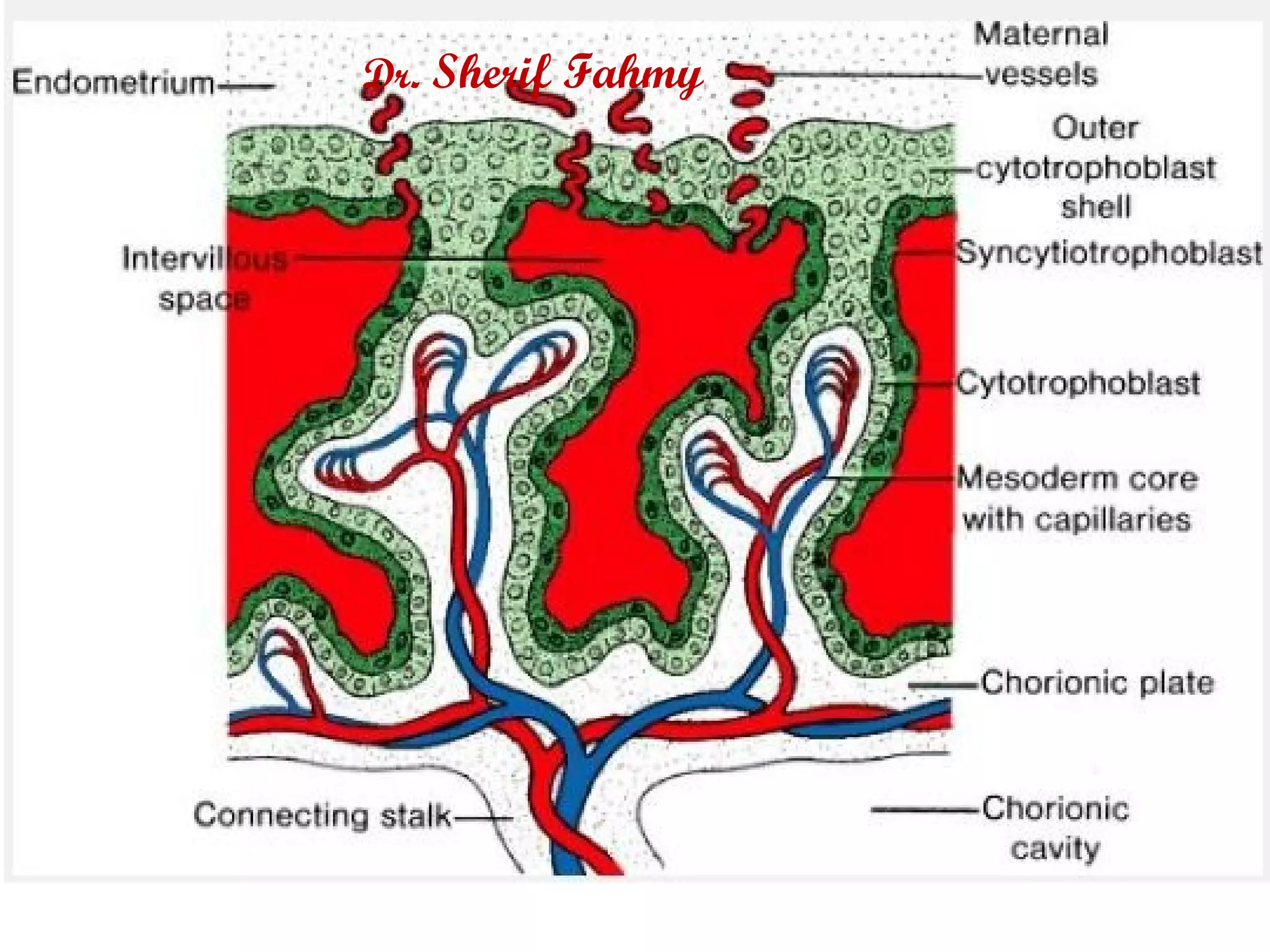 Embryonic period 4th – 8th week & Folding (General Embryology) | PPS