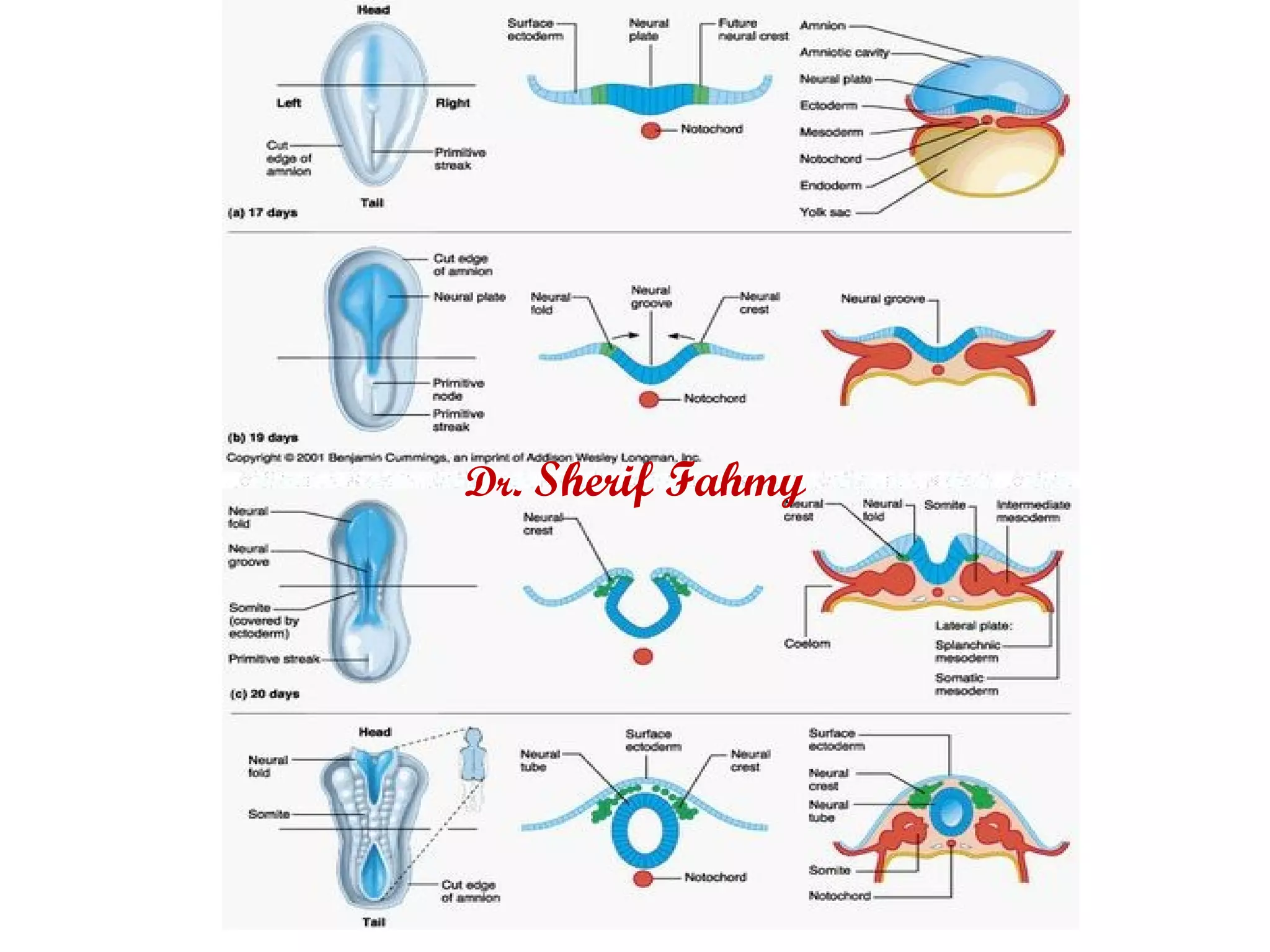 Embryonic period 4th – 8th week & Folding (General Embryology) | PPS
