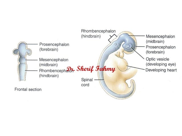 Embryonic period 4th – 8th week & Folding (General Embryology) | PPS