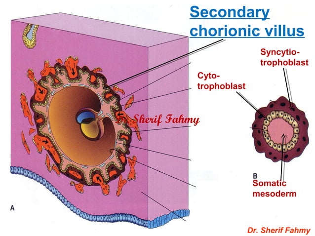 Embryonic period 4th – 8th week & Folding (General Embryology) | PPS