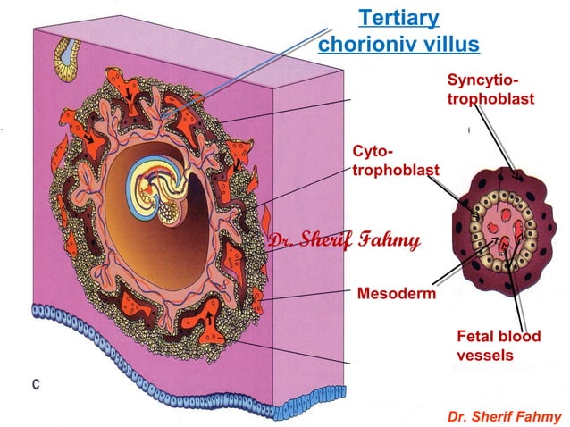 Embryonic period 4th – 8th week & Folding (General Embryology) | PPS