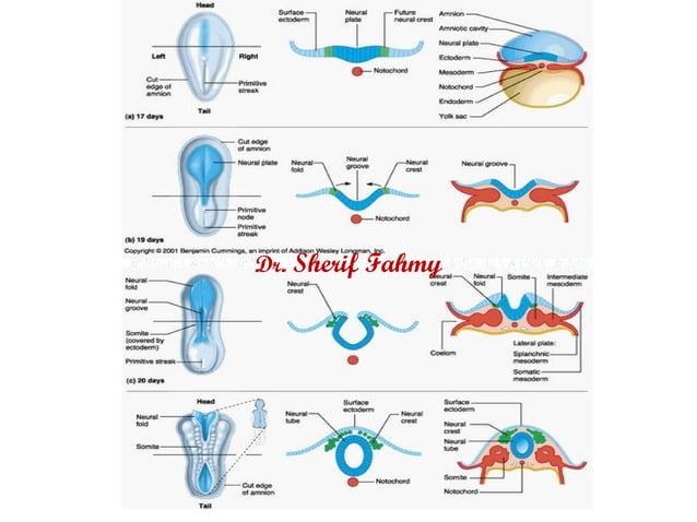 Embryonic period 4th – 8th week & Folding (General Embryology) | PPS