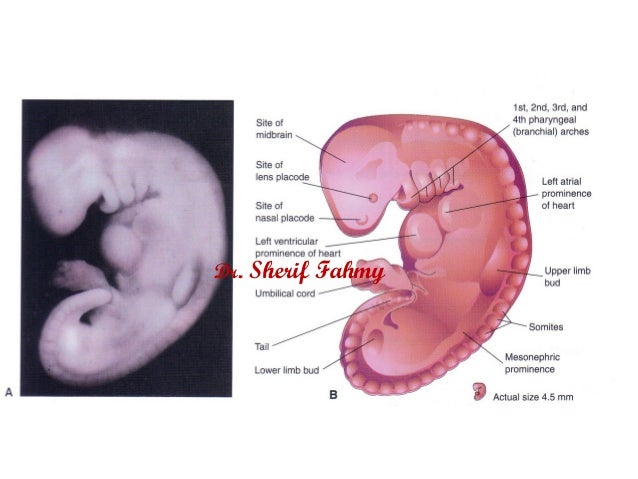 Embryonic period 4th – 8th week & Folding (General Embryology)